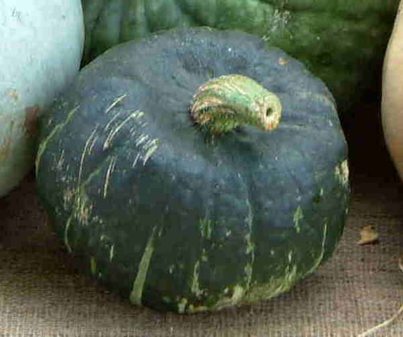 special courge
