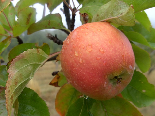 varietes de pomme